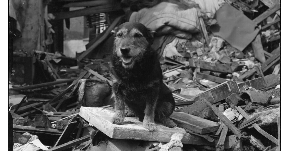 Animals at War - The History of the Dickin Medal (The Animal VC)